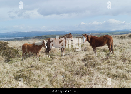Gower wild horses / Ponies, on Cefn Bryn Common, The Gower Peninsula ...