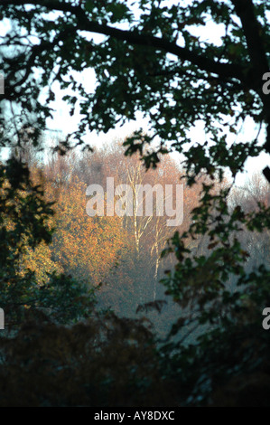 Bawdeswell Heath Norfolk UK Stock Photo - Alamy