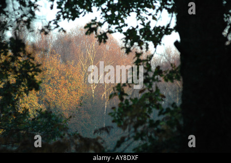 Bawdeswell Heath Norfolk UK Stock Photo - Alamy