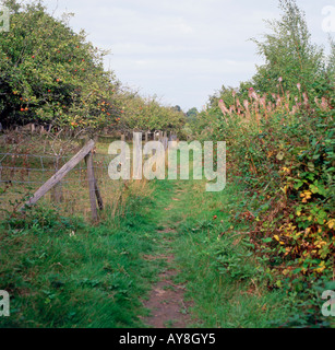 Orchard in autumn, Kent, England Stock Photo - Alamy