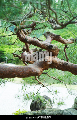 Twisted textured tree branches in Scotland Stock Photo - Alamy