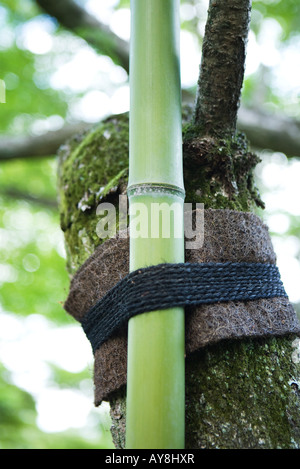 Rope tied to tree branch Stock Photo - Alamy