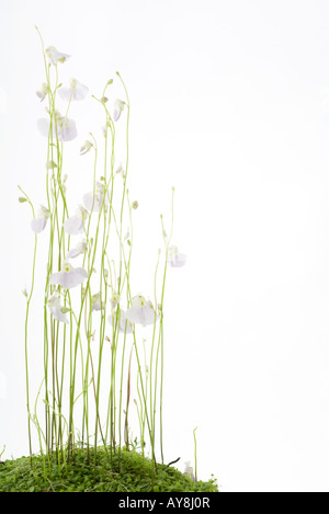 Predatory carnivorous plant bladderwort in the aquarium. Utricularia ...