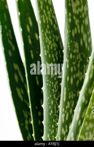 Spotted aloe vera plant leaves in garden Stock Photo - Alamy