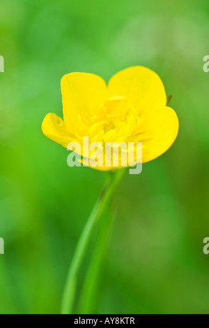 Buttercup flowers growing in a green field during springtime Stock ...
