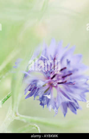 Close up of blue cornflower flower. Blue Cornflower Herb or bachelor ...