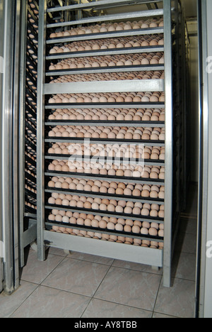 Inside of an Egg Incubator in the Hatchery of a Commercial Poultry Farm ...