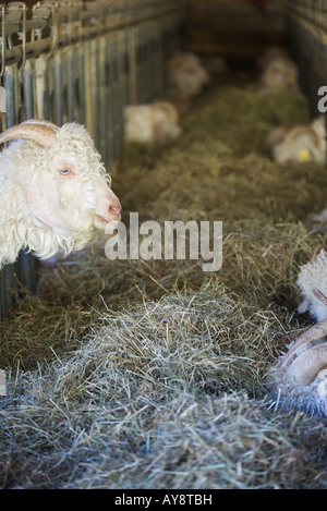 Angora Goat, goat, domestic, goat, goats, side, sideways Stock Photo ...