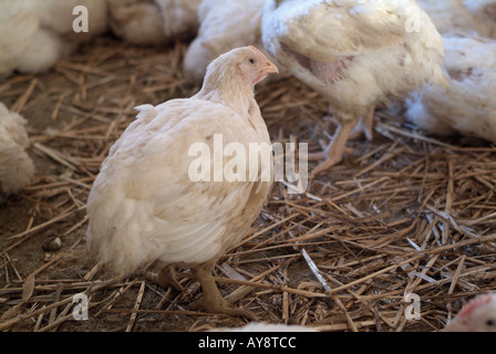 American Cobb chickens on a commercial poultry farm Stock Photo - Alamy