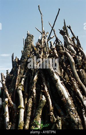 A low angle shot of tree branches with bright green leaves in a blue ...