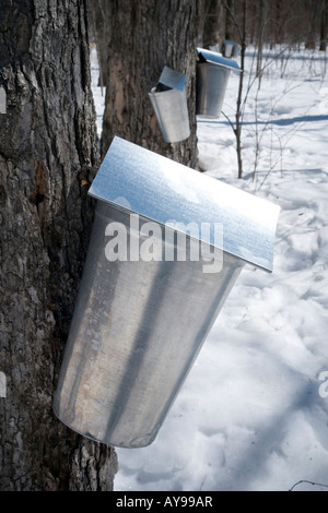 Pail used to collect sap of maple trees to produce maple syrup in ...