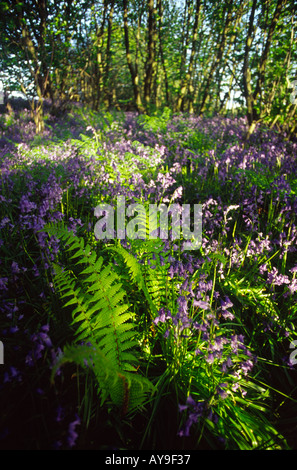 bluebells in a wood, Batcombe, Dorset, England, UK Stock Photo - Alamy