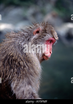 Japanese macaque or snow japanese monkey in water (Macaca fuscata ...