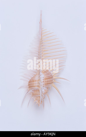 Spiked Murex Shell Stock Photo - Alamy