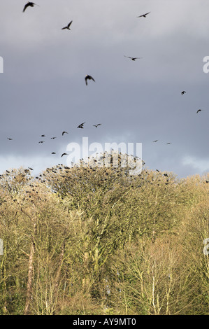 A flock of rooks Stock Photo - Alamy