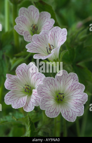 Geranium versicolor pencilled geranium - white flowers with intricate ...