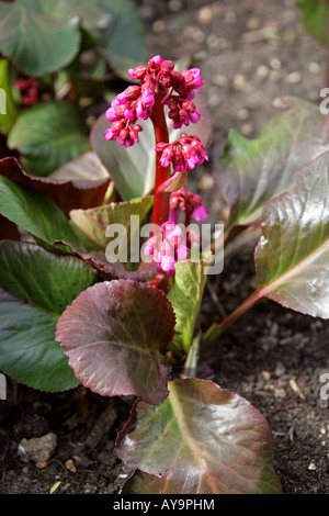 Bergenia aka Pigsqueak, "Bressingham Ruby", Saxifragaceae, Siberia ...