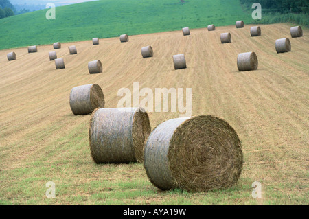 Haystacks in the field Stock Photo - Alamy
