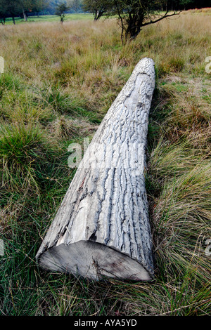 tree lie lying lies broken morning decline forest tomorrow fall autumn ...