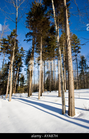 A low angle shot of spruce branches against a background of the blue ...