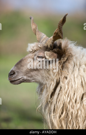 Wallachian sheep (Ovis orientalis aries Stock Photo - Alamy