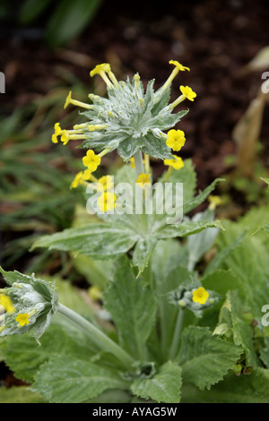 Primula boveana Primulaceae Sinai Egypt Cowslip Polyanthus Primrose ...