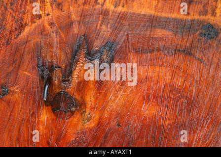 Detail of a piece of newly cut Mahogany log shows very interesting ...