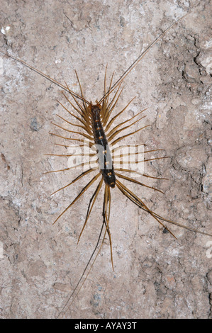 Long-legged centipede (Thereuopoda longicornis), Gomantong cave, Sabah ...