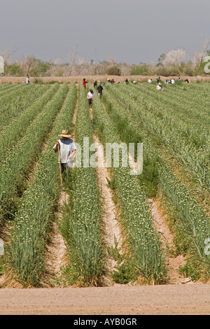 Migrant farm workers tend to crops growing in a field on a farm in ...