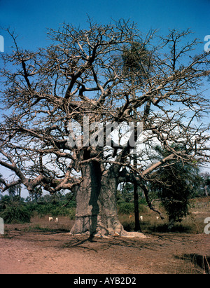 Baobab Tree, The Gambia Stock Photo - Alamy