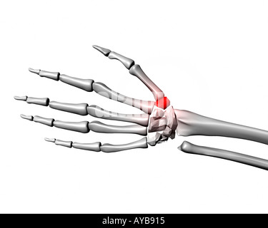 Human skeleton trapezium bone anatomy 3D illustration Stock Photo - Alamy