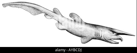 Goblin Shark (Mitsukurina owstoni Stock Photo - Alamy