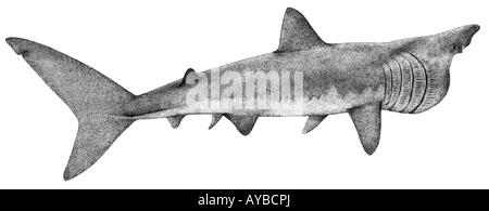 Basking Shark (Cetorhinus maximus), drawing Stock Photo - Alamy