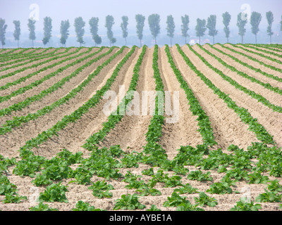In a green field, potato plants show clusters of white flowers with ...