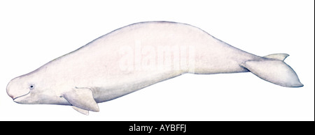 Beluga, White Whale (Delphinapterus leucas), female with calf, drawing ...