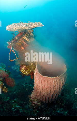 giant barrel sponge spawning Bali Tulamben Indonesia Stock Photo - Alamy