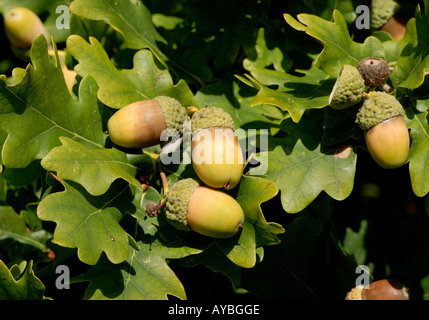 Empty acorn cups of the Pedunculate or Common Oak Quercus robur and oak ...