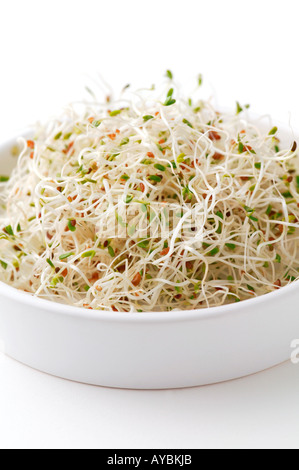 Closeup of vegan salad bowl with alfalfa sprouts, avocado half and ...