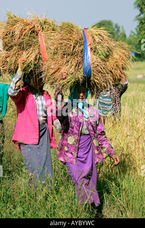 Burmese farm labourers carrying bales of hay, near Mandalay, Burma ...