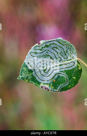 USA, Alaska. Leaf Miners are small insect larvae that bore and feed ...