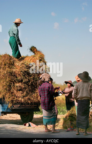 Burmese farm workers loading bales of hay, near Mandalay, Burma ...