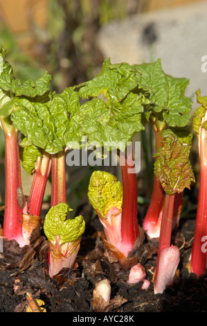 Rhubarb (Rheum rhabarbarum) - young shoots sprout in the spring Stock ...