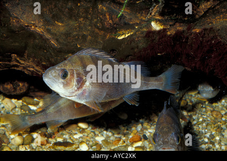 European perch, redfin perch, Perca fluvialitis Stock Photo - Alamy