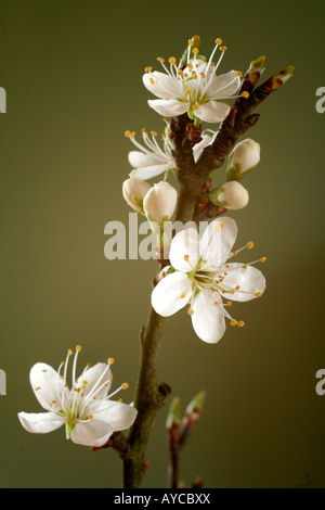 PRUNUS INSITIA PRUNE DAMSON AGM SYN SHROPSHIRE PRUNE DAMSON Stock Photo ...