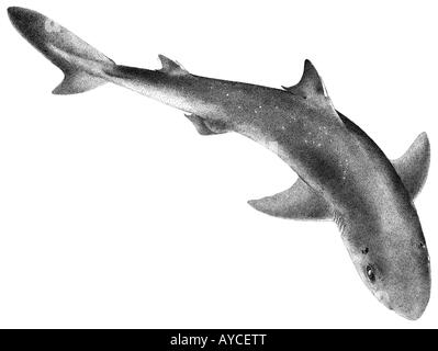 Spiny Dogfish, Piked Dogfish (Squalus acanthias), drawing Stock Photo ...