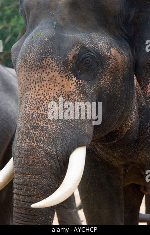wild indian elephant Tusk or Tusks Detailed during safari in jim ...