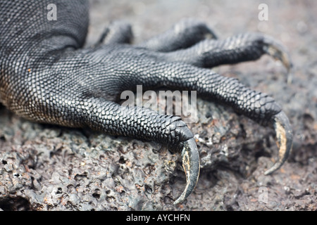 Marine iguana close up of foot, holding rock, Espanola Island ...