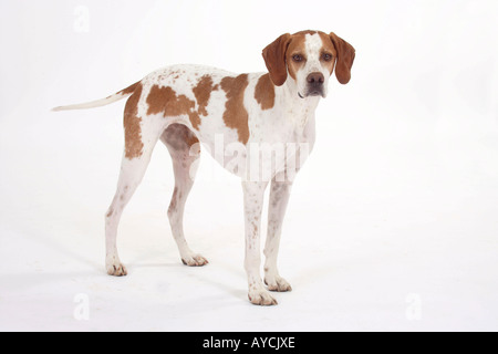 Dog English Pointer / adult standing in a meadow Stock Photo - Alamy