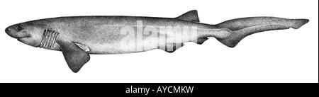 Bluntnose Sixgill Shark Hexanchus griseus, Hexanchidae Stock Photo - Alamy