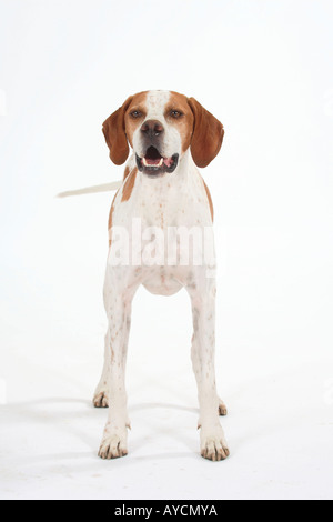 Dog English Pointer / adult standing in a meadow Stock Photo - Alamy
